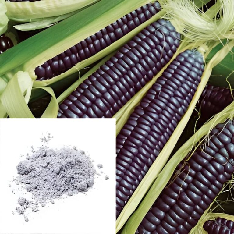 Maseca Blue Corn Masa Flour 20kg - Poblano Distribution Foods Pty Ltd